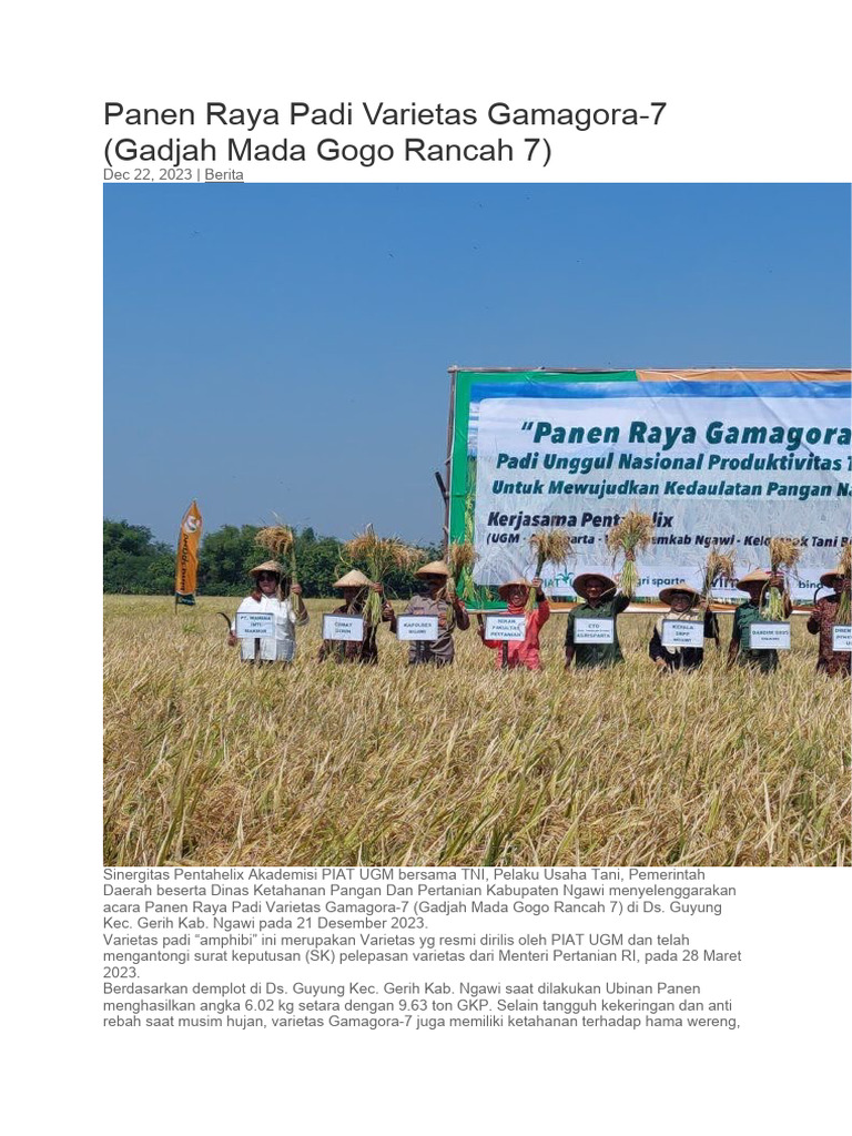 Panen Raya Padi Varietas Gamagora | PDF | Teknologi & Rekayasa