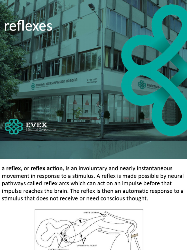 Reflexes | PDF