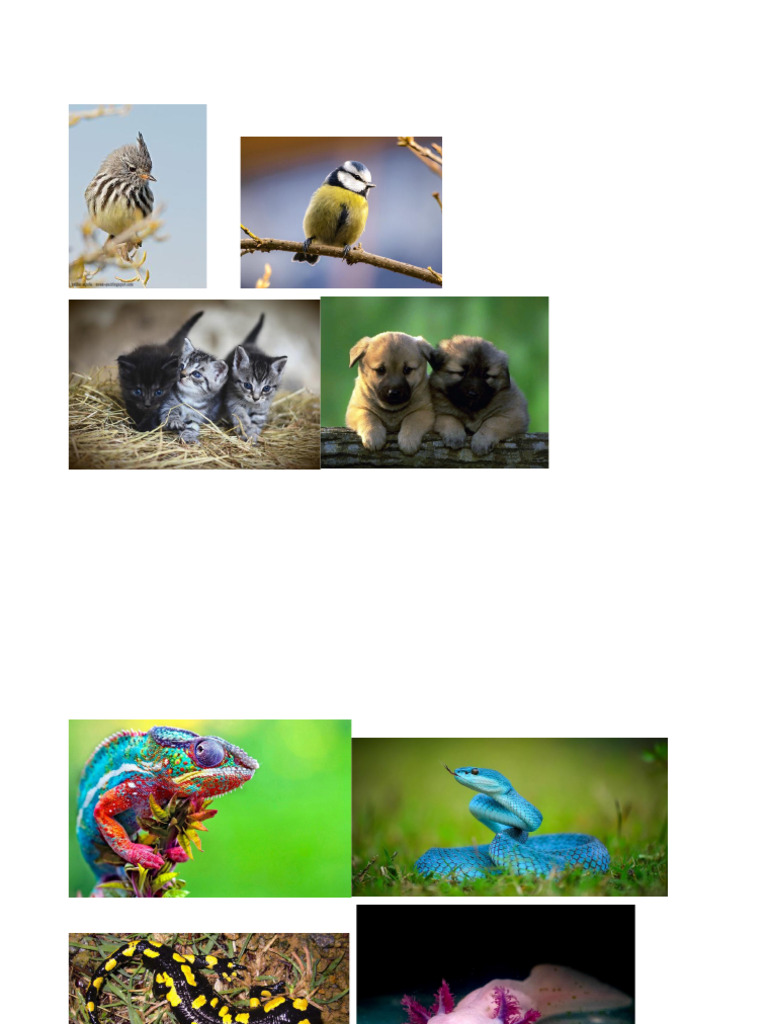 Animales y Sus Habitats | PDF