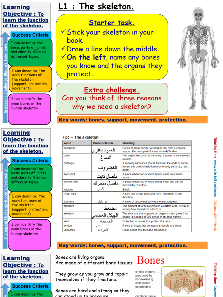 L3 The Skeleton | Download Free PDF | Skeleton | Joint