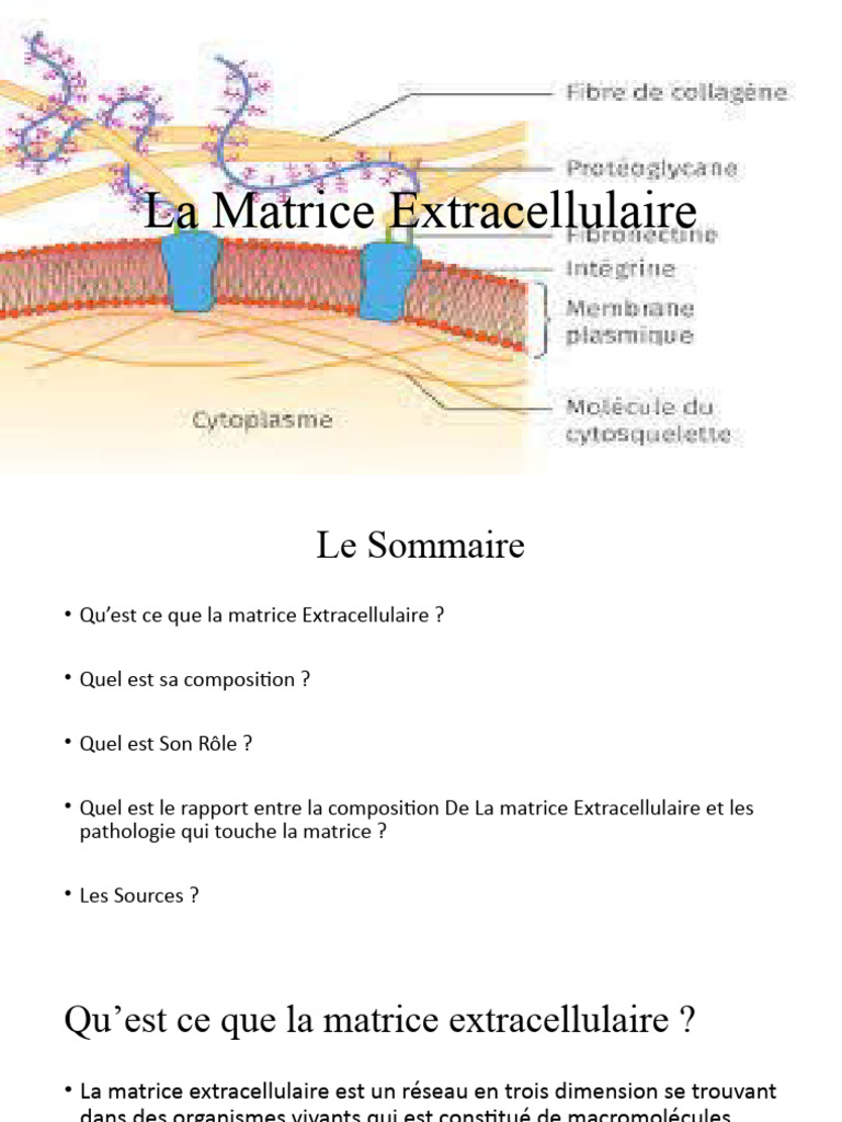La Matrice Extracellulaire | PDF | Matrice extracellulaire animale ...