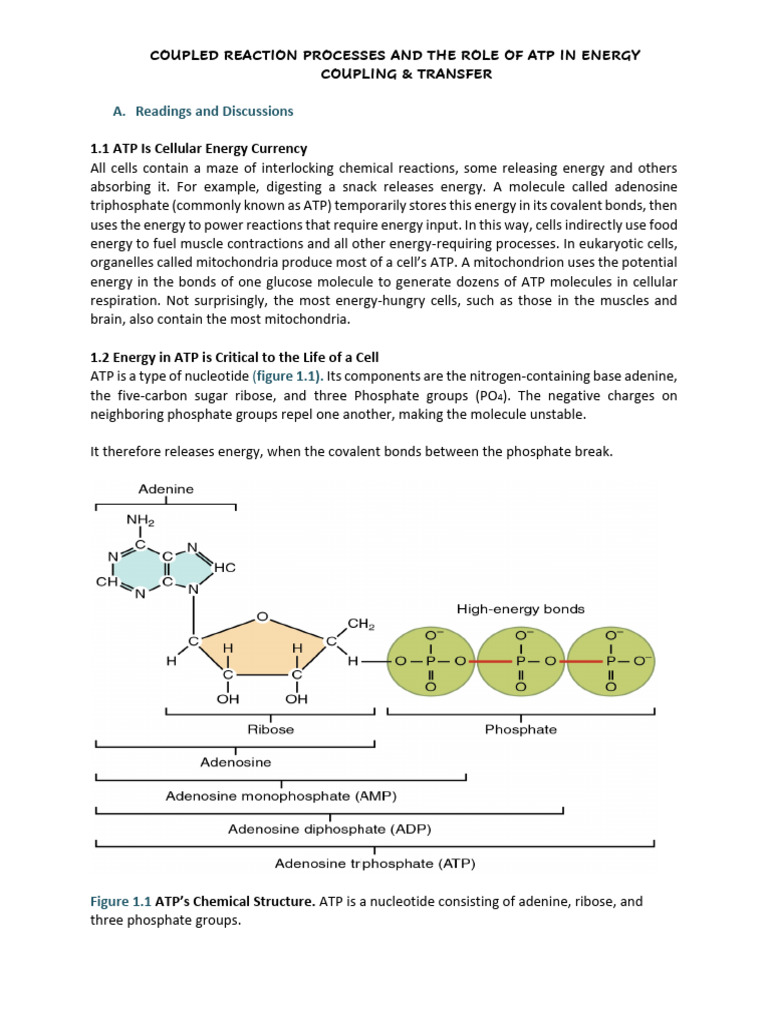 Coupled Reaction Processes and The Role of Atp in Energy Coupling | PDF | Adenosine Triphosphate ...