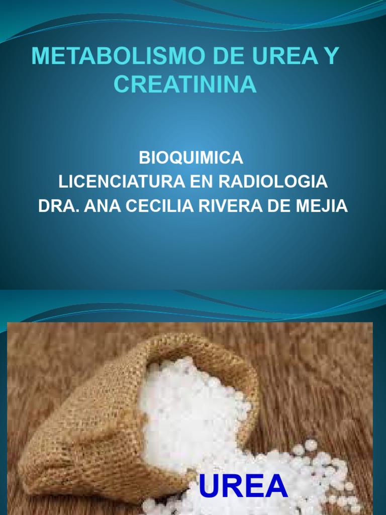 Metabolismo de Urea y Creatinina | PDF | Urea | Creatinina