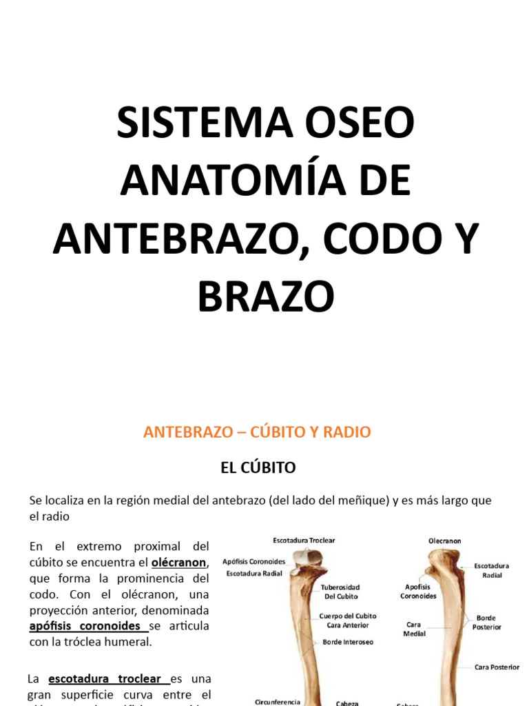 Sistema Oseo Antebrazo Codo Brazo Pdf Codo Articulación