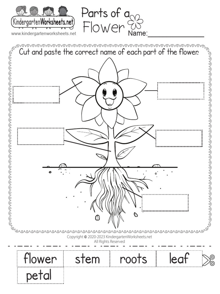 Partes De Una Flor Para Niños Pdf