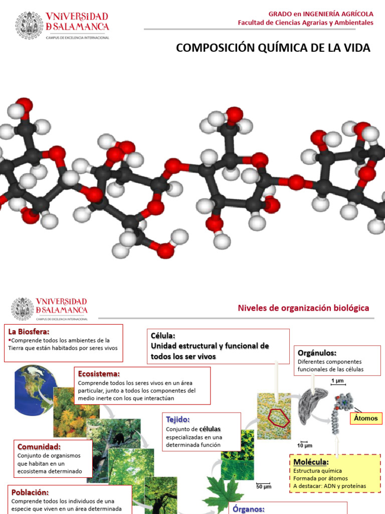 1.3. - Composición Química de Los Seres Vivos | PDF | Organismos | Agua