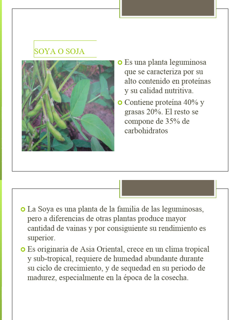 Soya | PDF | Legumbre | Haba de soja