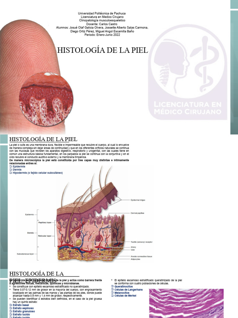 Histo Piel | PDF | Piel | Epidermis