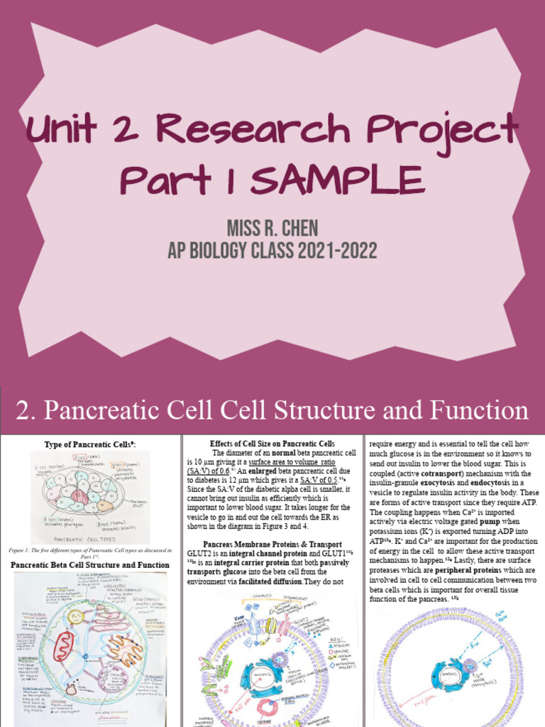 Unit 2 Research Project SAMPLE (Pancreatic Cells) | PDF | Pancreas ...