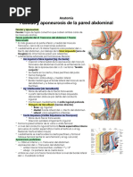 Anatomía de la fascia transversalis | PDF | Abdomen | Sistema ...