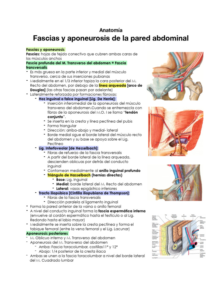 Fascias y Aponeurosis Abdominales | PDF | Abdomen | Anatomía humana