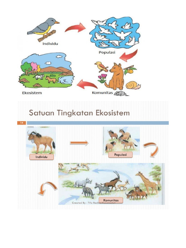 GAMBAR EKOSISTEM INDIVIDU POPULASI | PDF