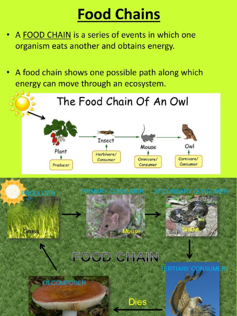 Food Chain | PDF