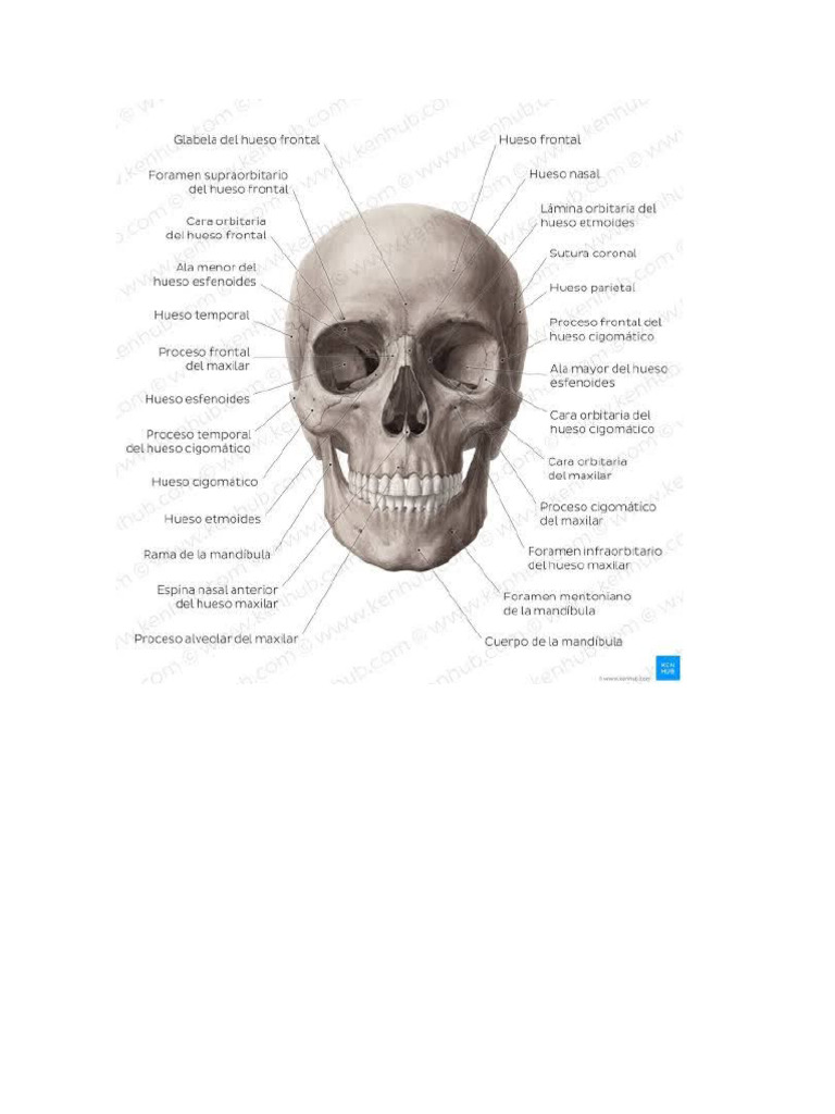 Huesos Del Craneo Pdf