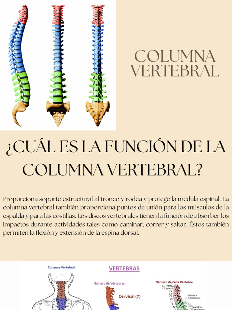 Estructura y Función de la Columna Vertebral | PDF | Vértebra | La ...