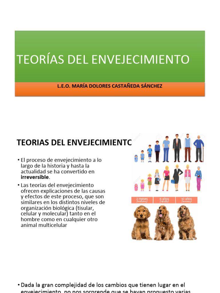 Teorías Del Envejecimiento 2023 | PDF | Envejecimiento | Sistema endocrino