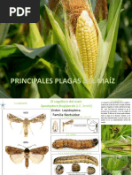 Insectos en Maiz | PDF | Insectos | Maíz
