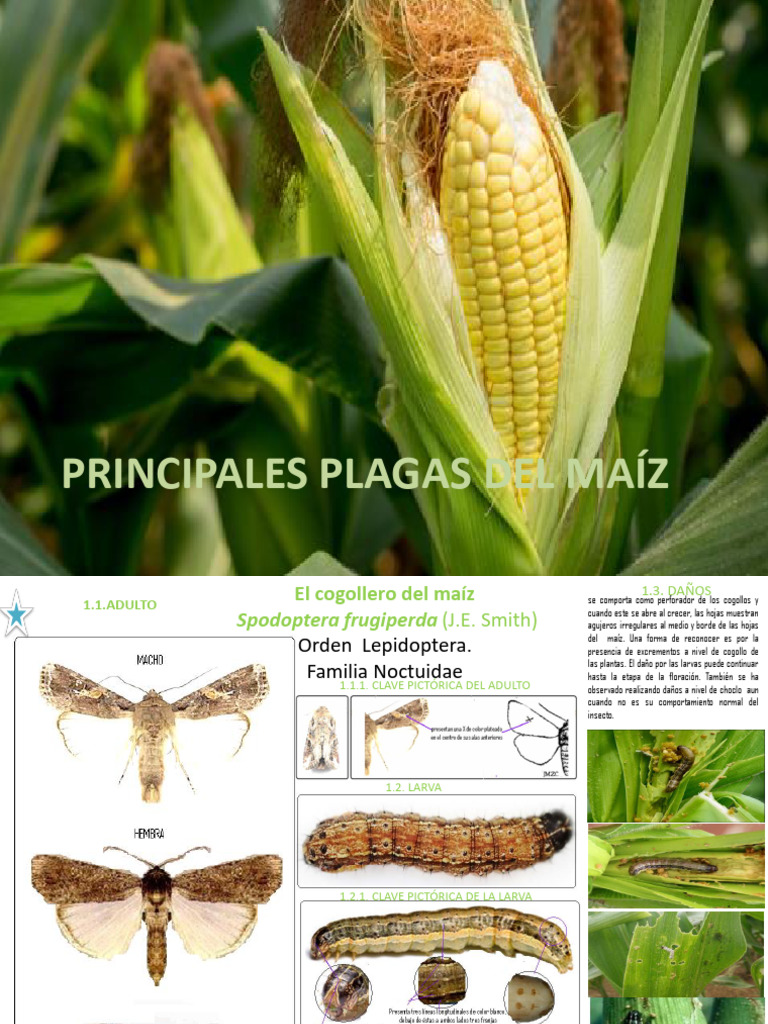 Principales Plagas Del Maíz... 2020... 1 - Julio | PDF | Maíz | Botánica