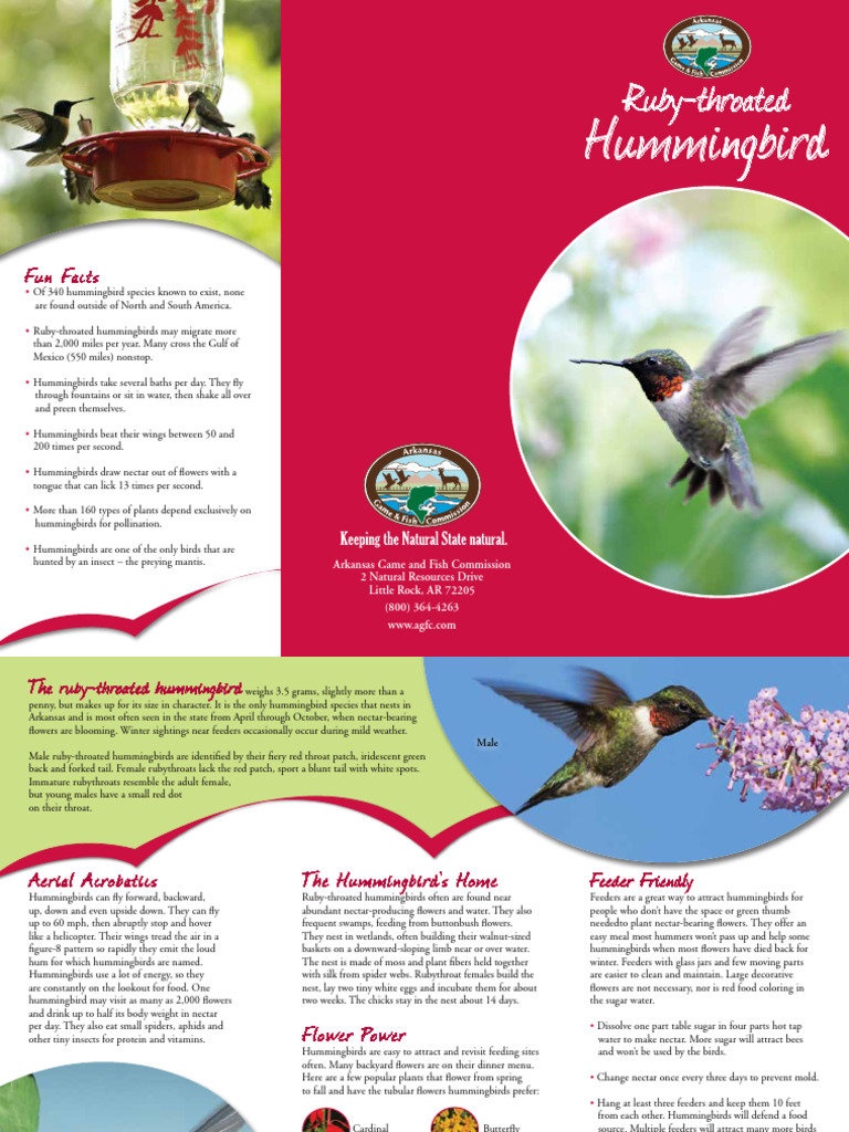 Hummingbird Brochure | PDF