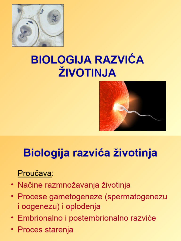 Razvice Zivotinja | PDF