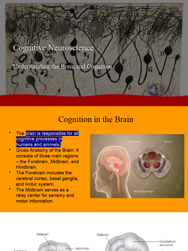 Cognitive Neuroscience: Brain Functions Explained | PDF | Science ...