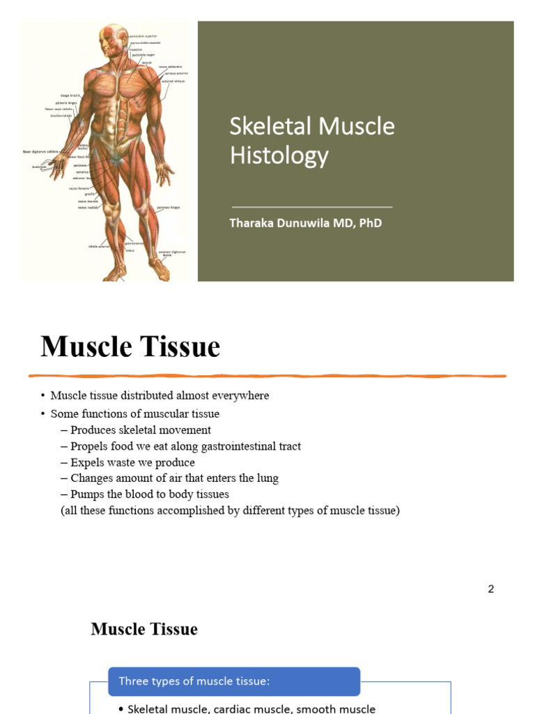 Week 9 - Skeletal Muscle Histology | PDF | Skeletal Muscle | Actin