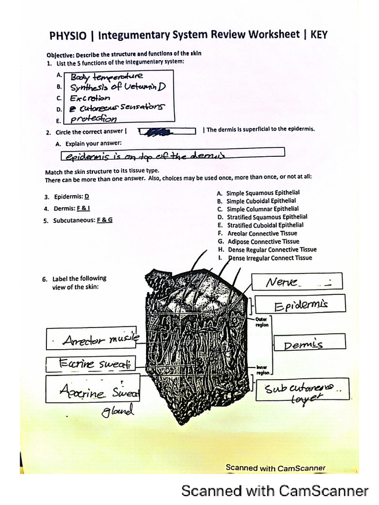 Integumentary System Review Worksheet | PDF