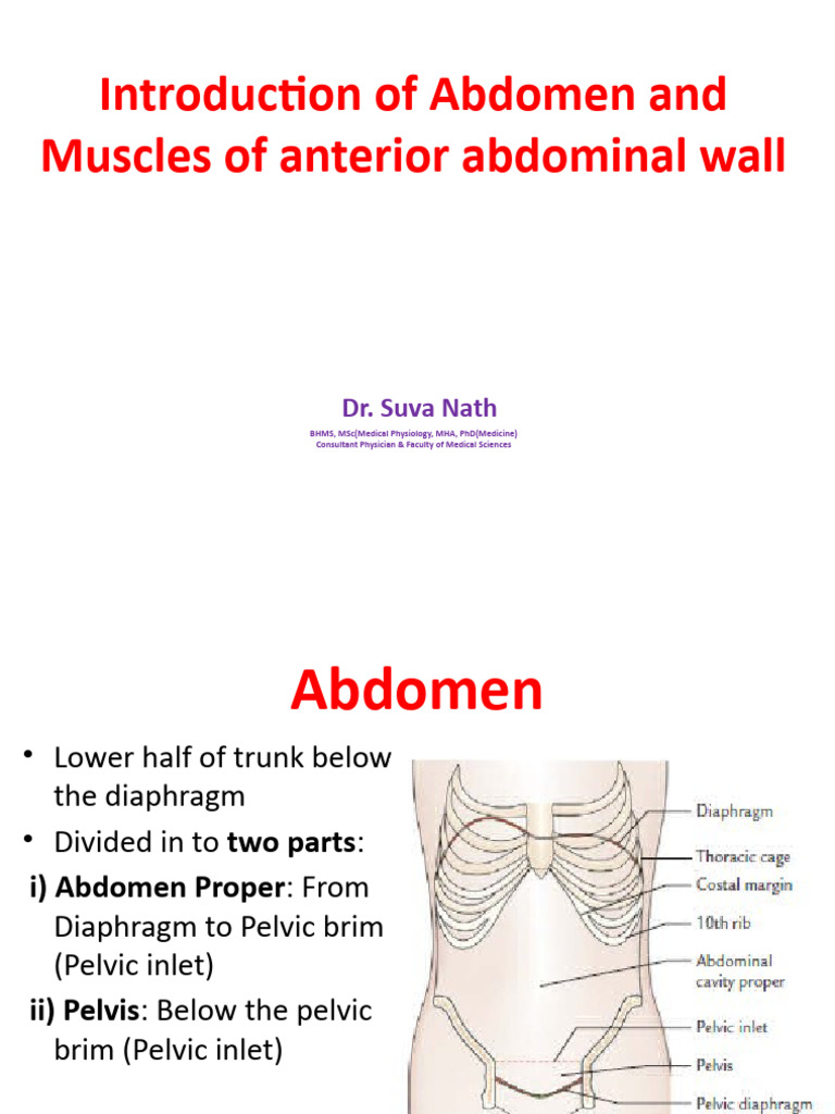 Anatomy of Anterior Abdominal Wall | PDF | Abdomen | Pelvis