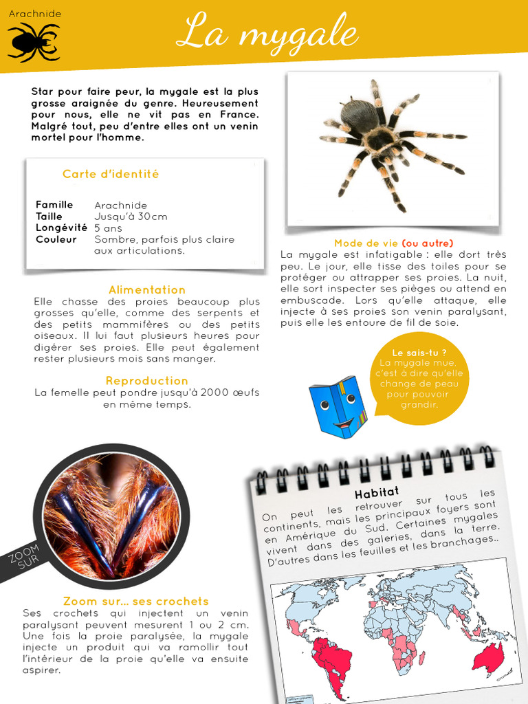 Mygale : Habitat, Alimentation et Venin | PDF