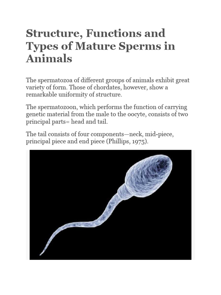 Structure, Functions and Types of Mature Sperms in Animals | PDF ...