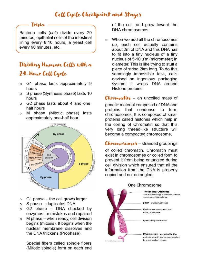 Cell Cycle Checkpoint | PDF