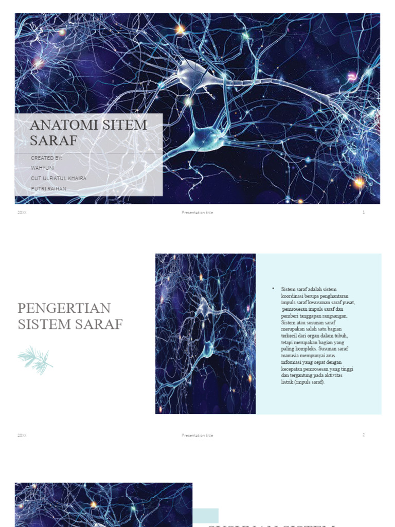 Anatomi Sistem Saraf | PDF