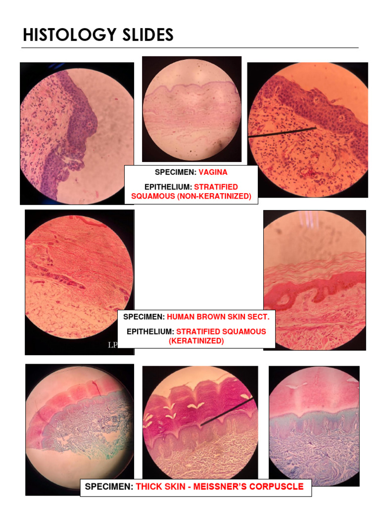 1st Week Histo Slides | PDF | Epithelium | Stomach