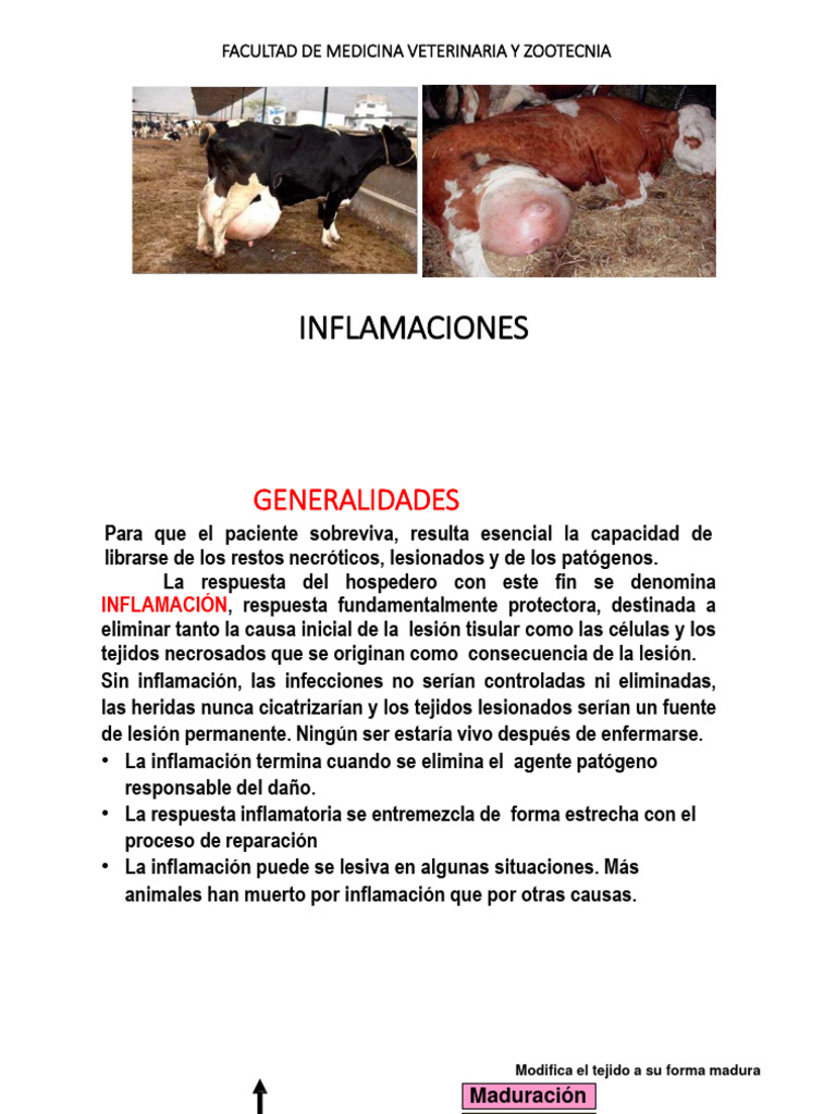Inflamación: Proceso y Clasificación | PDF | Inflamación | Sistema ...