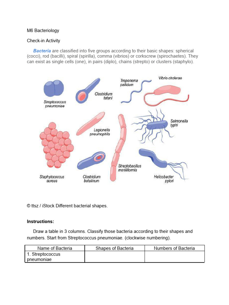 M6 Bacteriology Check-In Activity | PDF