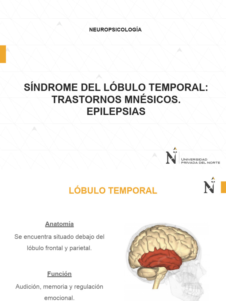 Sesión N°10 Trastornos Del Lóbulo Temporal | Descargar gratis PDF ...