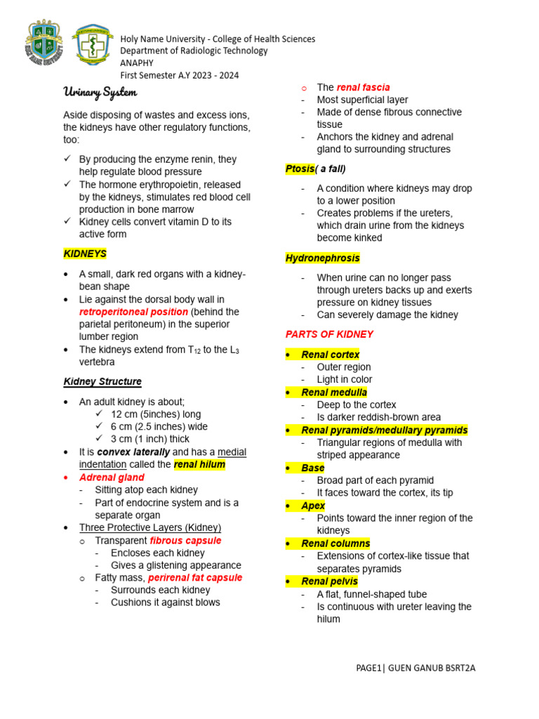 Urinary System | PDF | Kidney | Buffer Solution