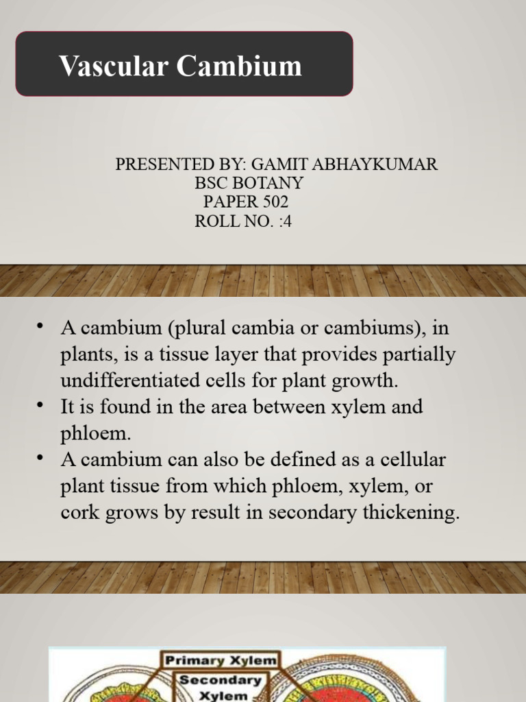 GamitAbhay. Vascular Cambium | PDF | Foreign Language Studies