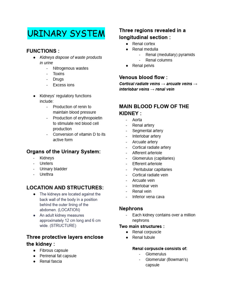 Video Recitations - Anaphy (Script) | PDF | Kidney | Lymph