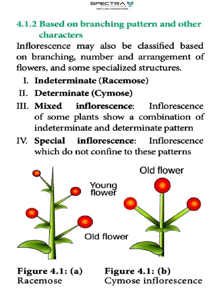 Inflorescence and Fruit | PDF | Fruit | Horticultural Techniques