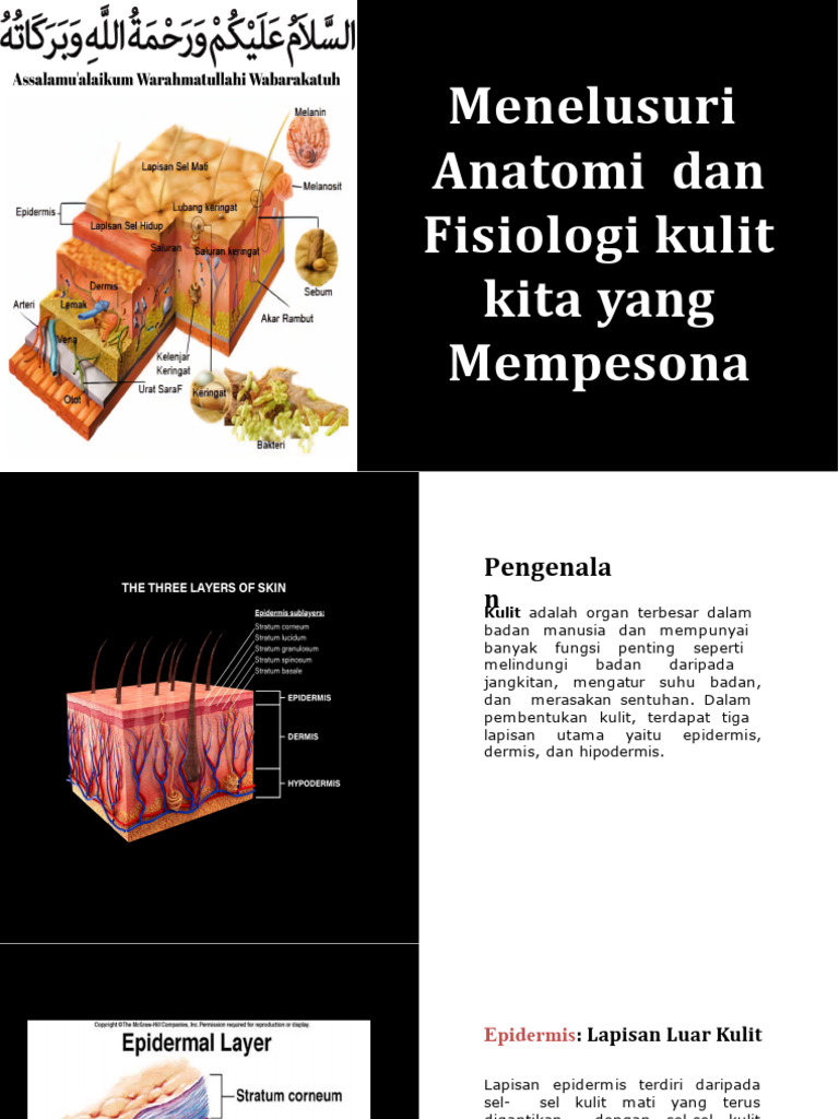 PP Anatomi Kulit | PDF