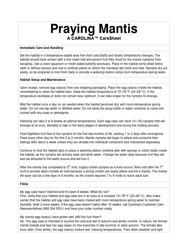 Praying Mantis Caresheet | PDF | Fly | Insects