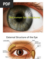 Grade 12 Life Science The Eye | PDF | Eye | Myopia