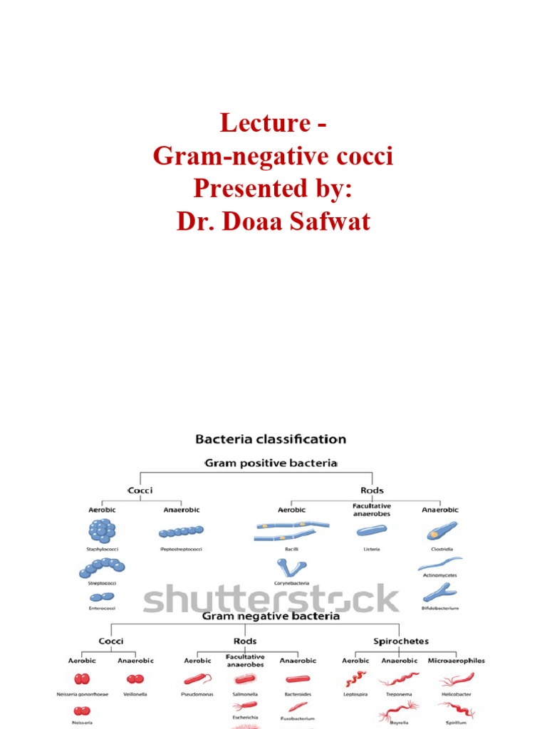Lecture - gram negative cocci | PDF | Public Health | Causes Of Death