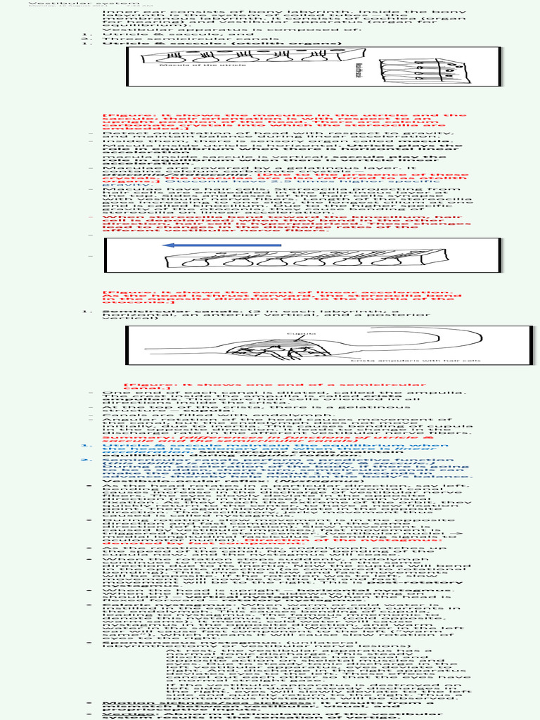Vestibular System Pdf Vestibular System Ear