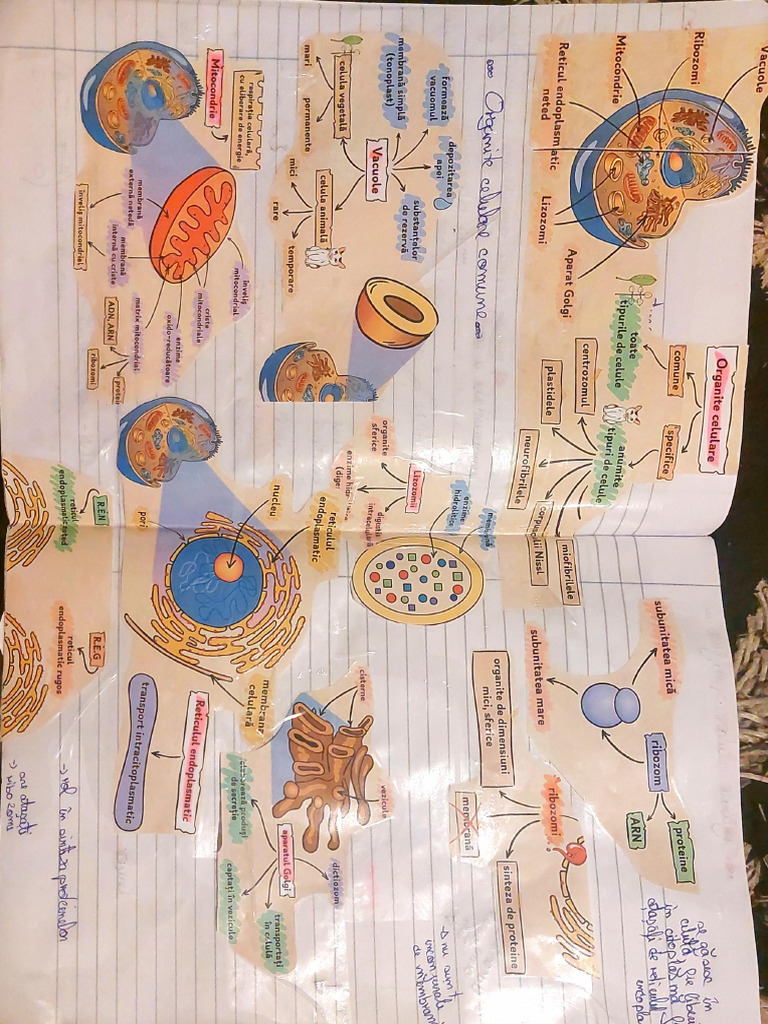 Organite Celulare | PDF