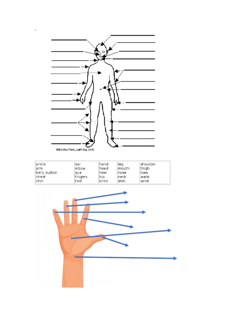 Parts Of The Body Pdf