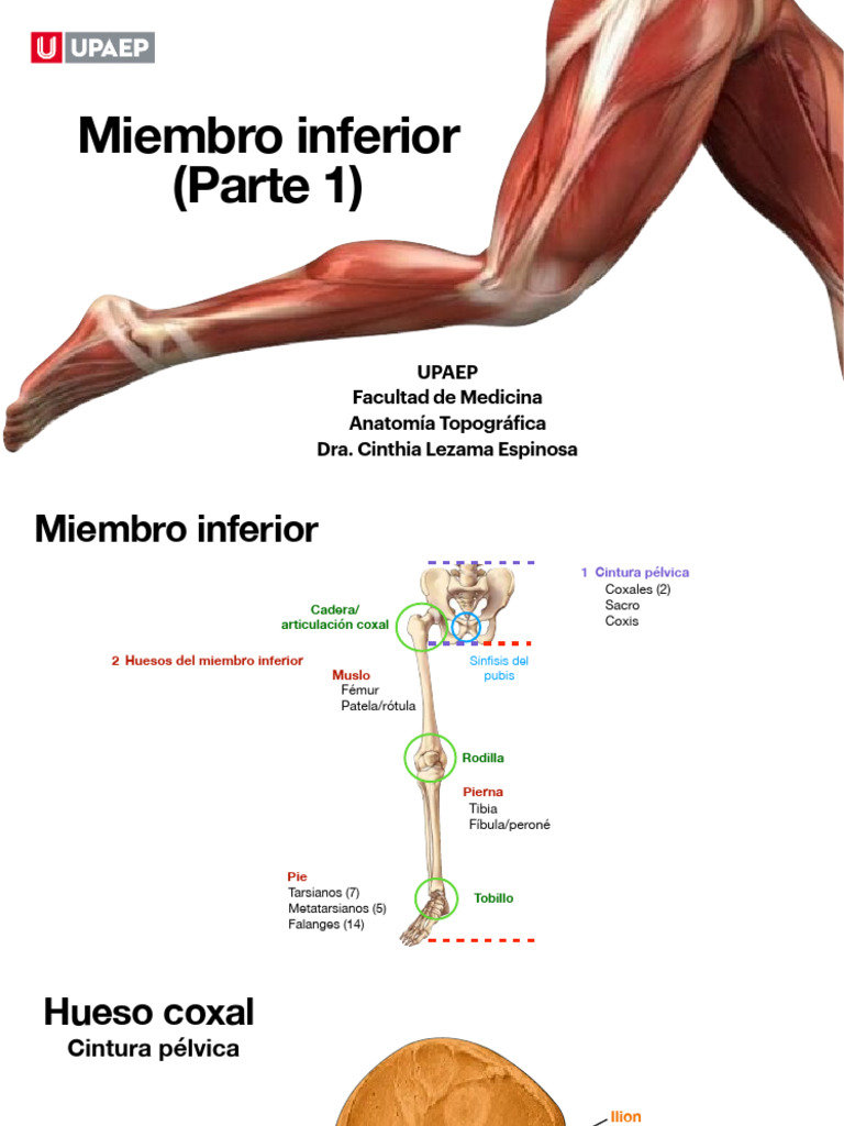 Miembro Inferior | PDF | Pelvis | Anatomía