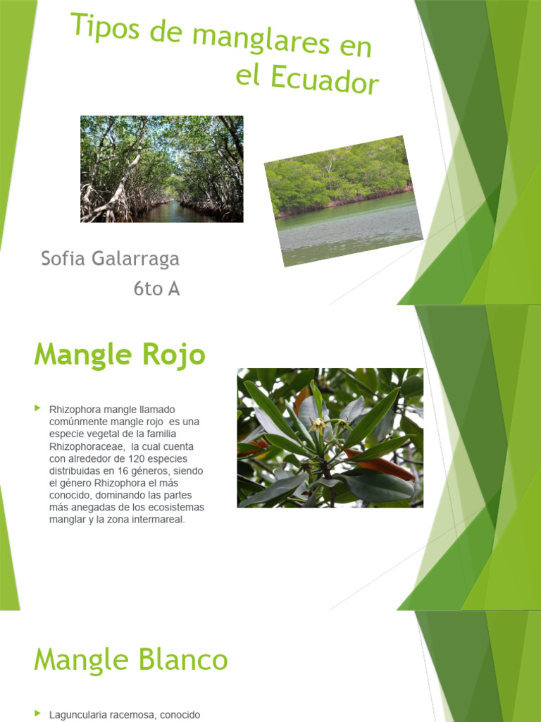 Manglares - Sofia Galarraga | PDF