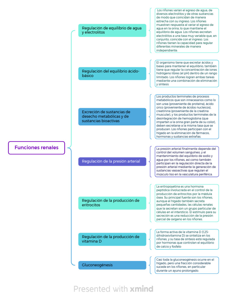 Esquemas de UNIDAD V Fisio (Hasta Cap 28 de Guyton) | PDF | Riñón | Sistema urinario